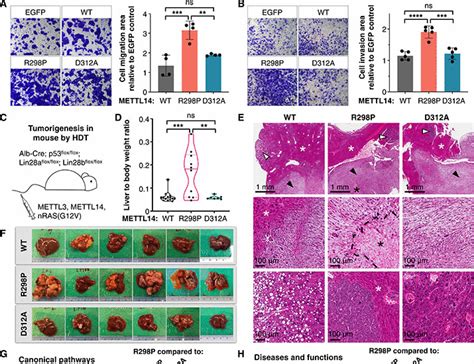 Cancer Mutations Rewire The Rna Methylation Specificity Of Mettl3