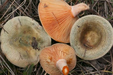 Lactarius Semisanguifluus D Dimou Download Scientific Diagram