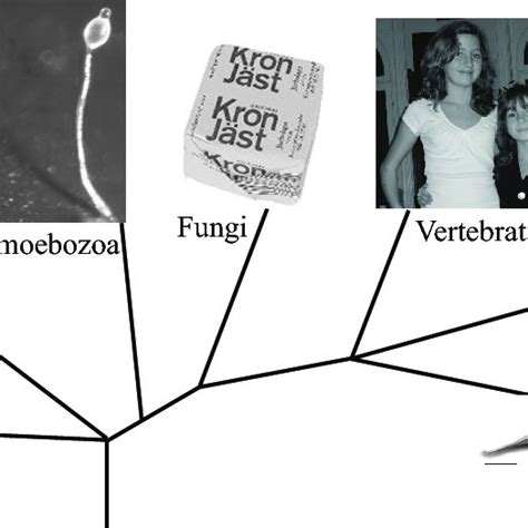 schematic tree based on protein sequence comparisons depicting the
