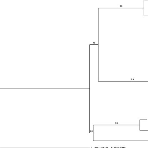 maximum likelihood phylogenetic tree for the concatenated dataset