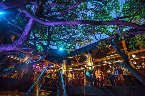 Inicio Tree House