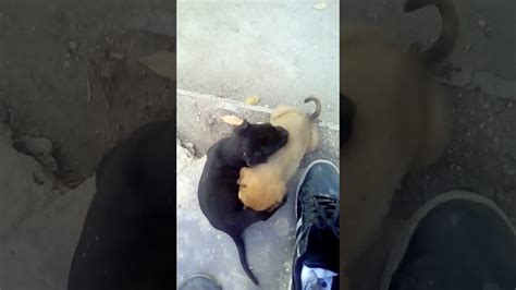 Dog Sucking Another Dog Youtube