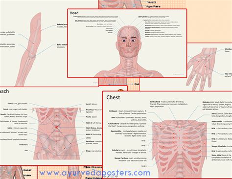 Complete Marma Power Point Presentation Ayurveda Posters