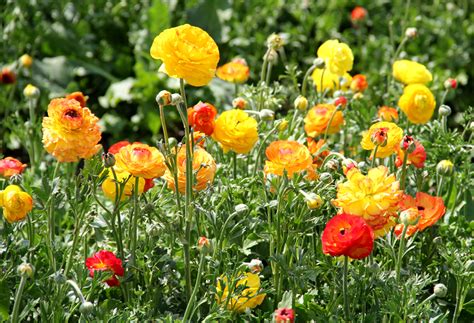 Виды Лютиков Фото И Названия – Telegraph