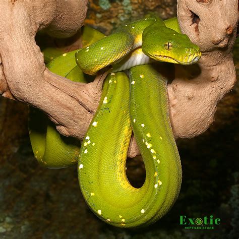 Female Jayapura Green Tree Python Exotic Reptiles Store