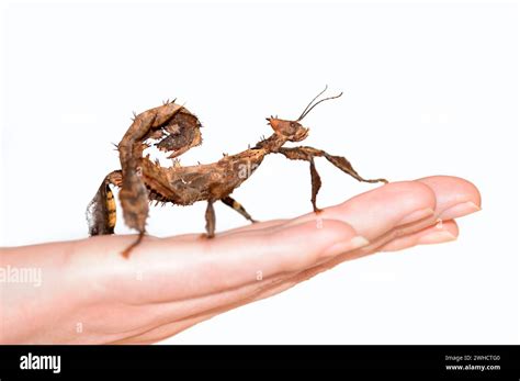 Australian Ghost Insect Extatosoma Tiaratum Female On One Hand Stock