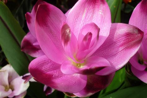 花 凤梨 开花 Pixabay上的免费照片 Pixabay