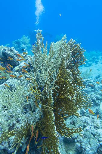 열대 바다 의 바닥에 다채로운 산호초 노란 화재 산호와 안티아스 물고기의 Shoal 수중 풍경 0명에 대한 스톡 사진 및 기타
