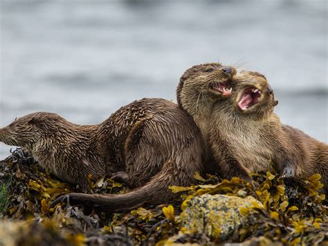 How Do Sea Otters Behave