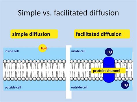 Ppt Cell Structure And Transport Powerpoint Presentation Free