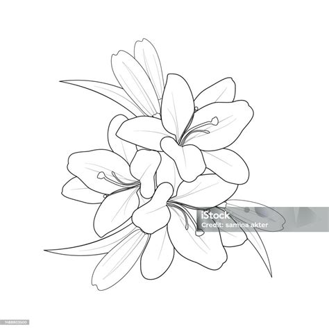 Gambar Buket Lily Sederhana Seni Pensil Bunga Lily Gambar Garis Besar Bunga Lily Desain Pola