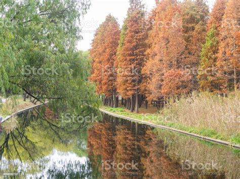 아름 다운가 풍경 나무에에서 반영 호수 계절 변화 화창한 날가 공원가 자연 0명에 대한 스톡 사진 및 기타 이미지 0명 가을 가을 단풍 Istock