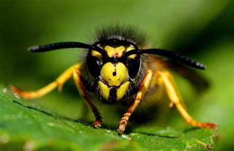 Why Do Wasps Exist 9 Reasons Why Veryinformed