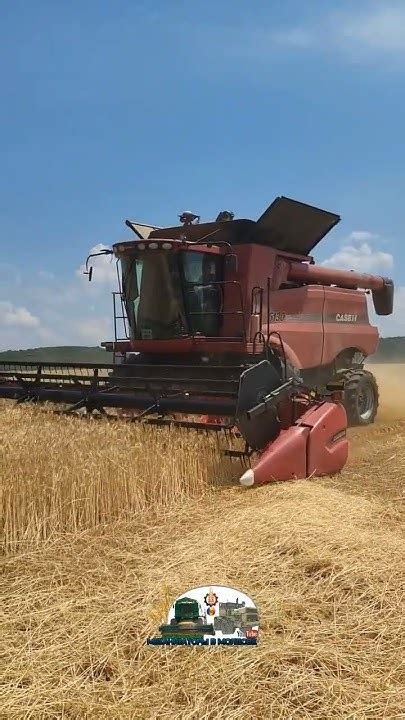 Неопытные комбайнёры начали убирать пшеницу с настройками для рапса Youtube