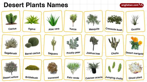 Plants Parts Names • Englishan