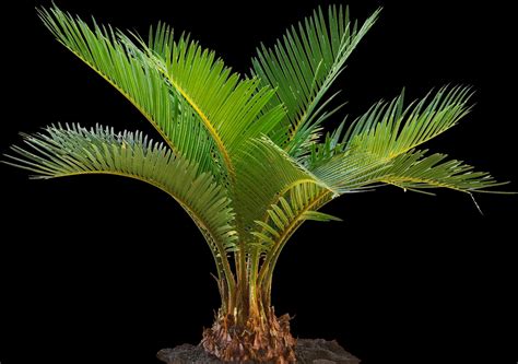 Sketchup Texture Cut Uot Palms