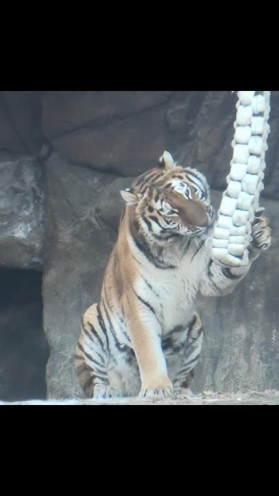 4k 이거 어떻게 하라는거지 시베리아 호랑이 금강 20240127 Shorts Youtube