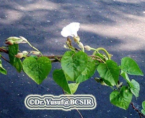 Operculina Alchetron The Free Social Encyclopedia