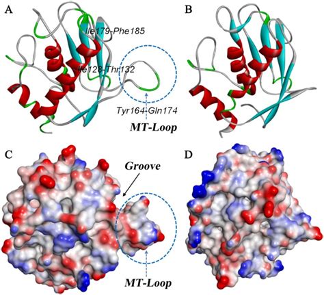 Optimization Of A Mt1 Mmp Targeting Peptide And Its Application In Near Infrared Fluorescence