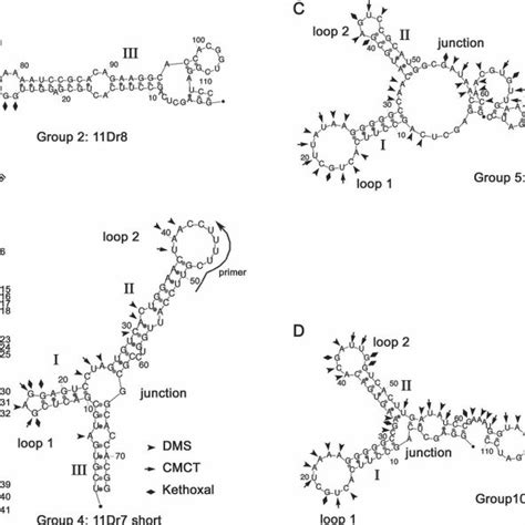 Protection From Rnase V1 Digestion By Dsrbd On Neighboring Stem Loops