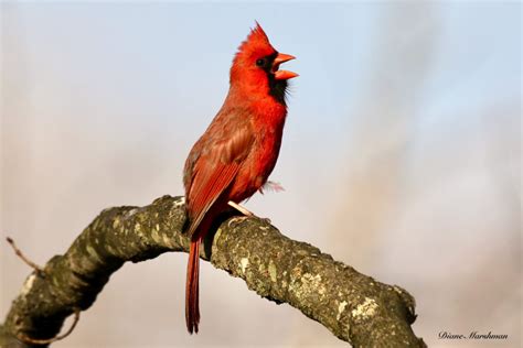 Northern Cardinal Song 11 Fascinating Northern Cardinal Bird Facts
