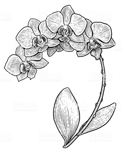 Pin By Melinda Rushing On Quilt Applique Orchid Drawing Flower Line