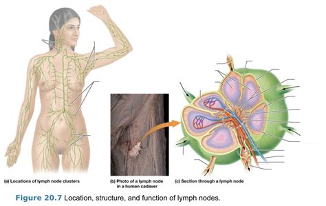 Location Structure And Function Of Lymph Nodes Diagram Quizlet