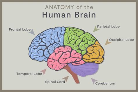 Anatomie Du Cerveau Humain Structure Et Fonctions Illustration