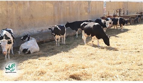 مزرعة أبقار على أصولها أهم النصايح قبل ما تبدأ المشروع