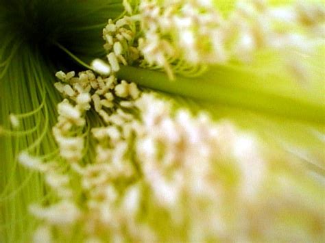 Priscilla Alvarez Gallery Of Her Photographs Of The Beauty Of The