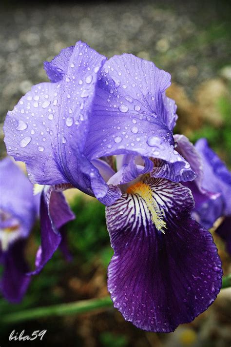 Iris By Biba59 On Deviantart