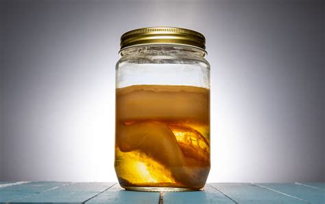 Kombucha Scoby Dalam Toples Scoby Adalah Singkatan Dari Symbiotic