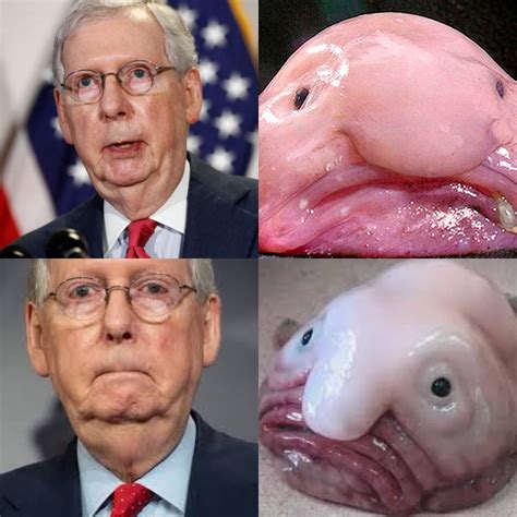 Blobfish Strange Sea Dwellers