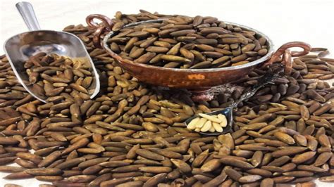 چلغوز یا جلغوزه گران‌ترین آجیل جهان