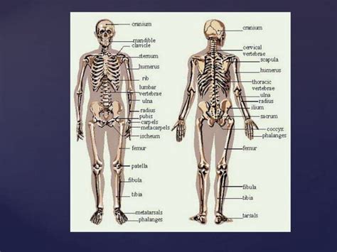 Pdhpe Hsc Presentation Ppt