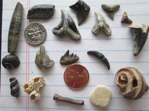 First Trip To Calvert Cliffs Fossil Hunting Trips The Fossil Forum