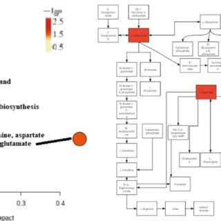 A Enrichment Analysis Of Differential Metabolite Pathways After