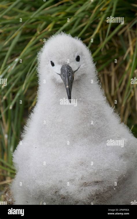 Grey Headed Albatross Chick Diomedea Chrysostoma Looks Curiously At