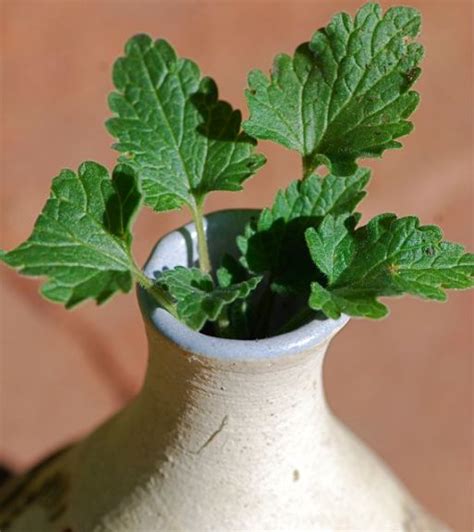 seed of the week catnip growing with science blog