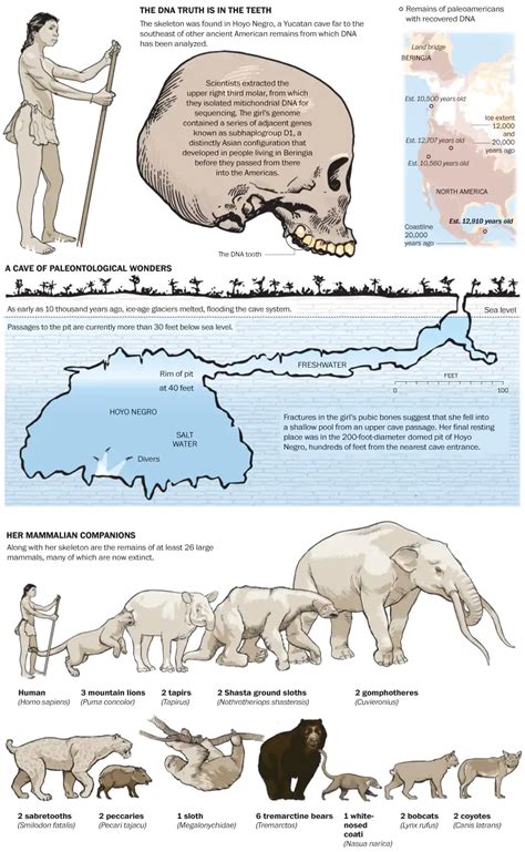 Primate Evolution Phylogenetic Tree Artofit