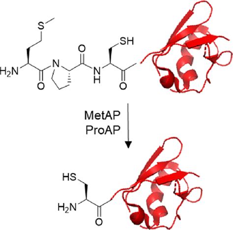 Generation Of Proteins With Free N Terminal Cysteine By Aminopeptidases