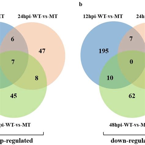 Venn Diagram Of Degs Distribution Between Wt Vs Mt At Different Time