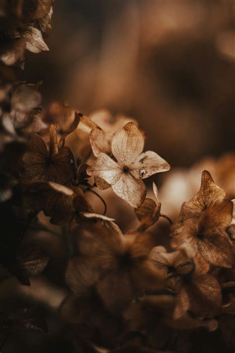 Brown Flowers Pictures Download Free Images On Unsplash