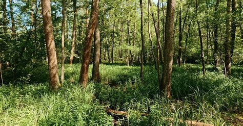 경치가 좋은 고요한 고요한 숲 광야 깊은 이완 나무 녹지 마음을 달래주는 새소리 마음챙김 음악 명상 명상 음악 삼림지대 새 소리 생태계 수면 명상
