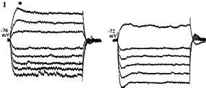 And 4 Respectively I Subthreshold Responses Elicited With Download Scientific Diagram