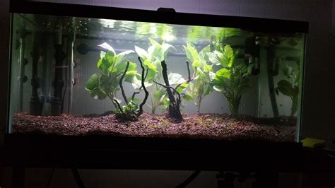 Questions Regarding My Parametersalgaesubstrate The Planted Tank Forum