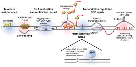 Regulatory R Loops As Facilitators Of Gene Expression And Genome Stability Abstract Europe PMC