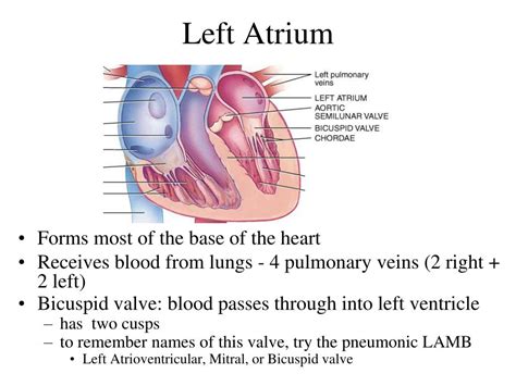 Ppt Chapter 19 The Cardiovascular System The Blood Powerpoint