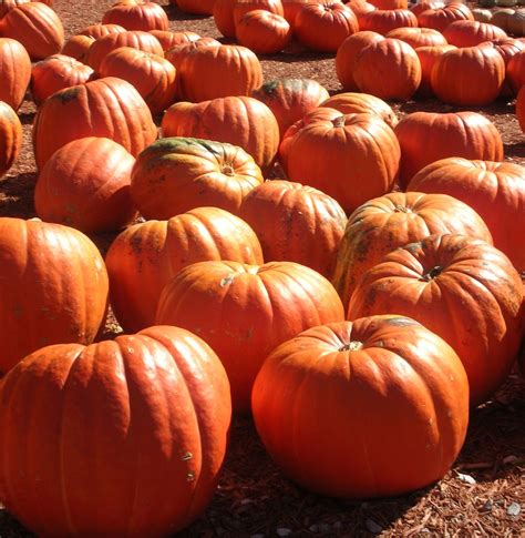 Pumpkins Sweet Potatoes And Squash Happy Fall Taste And Savor