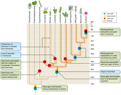 Plant Evolution Diagram